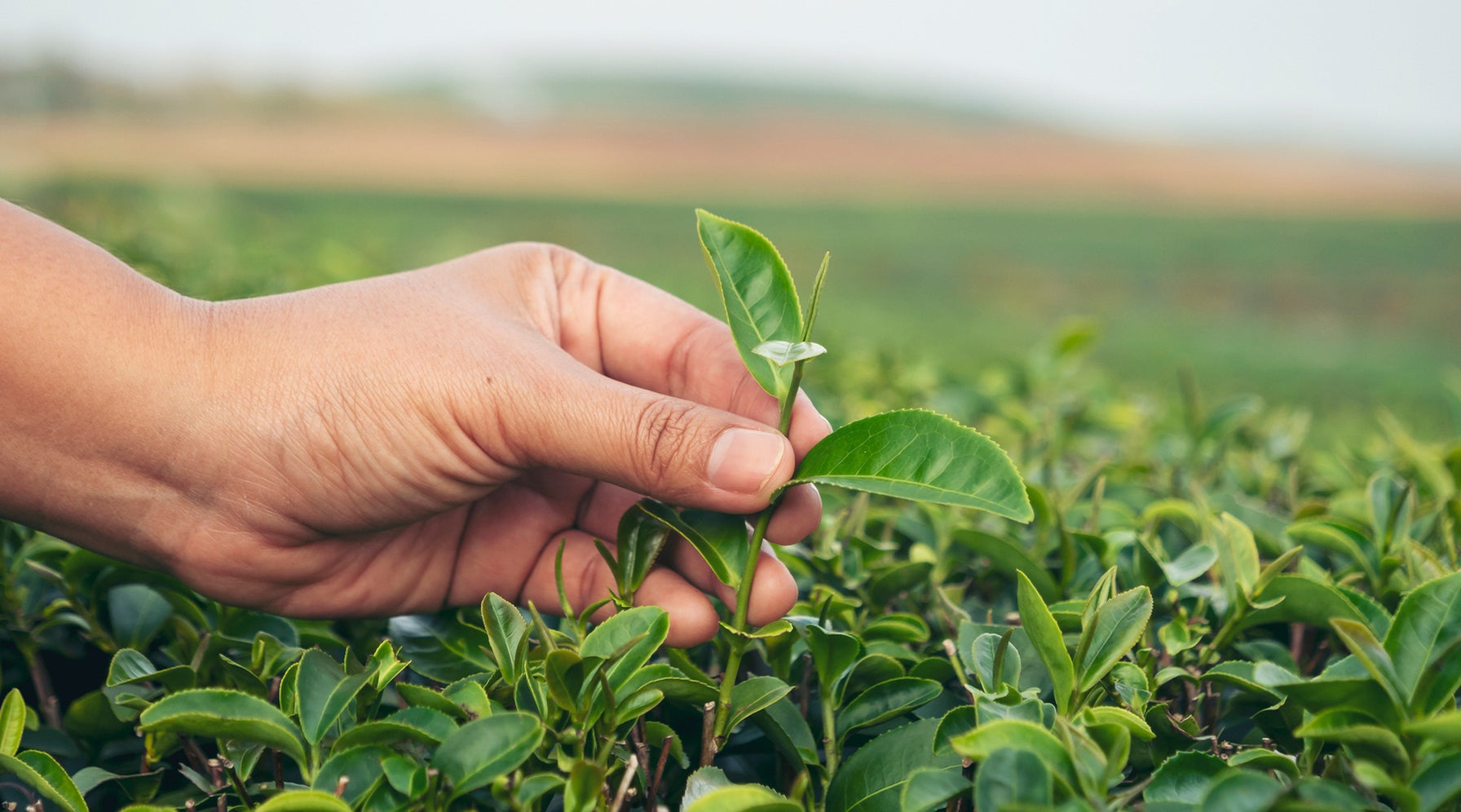 How is Tea Grown and Graded?– Vantage Coffee Roasters